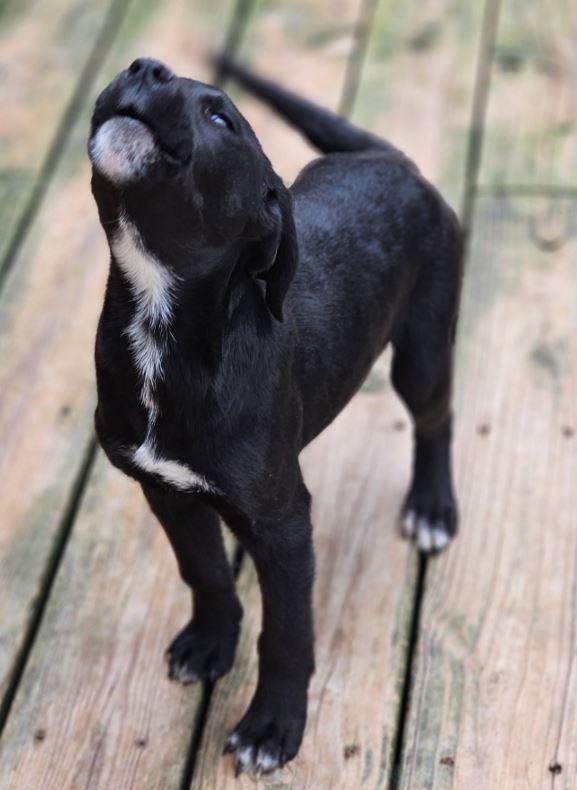 Dog for adoption - Annika, a Black Labrador Retriever & Great Pyrenees ...