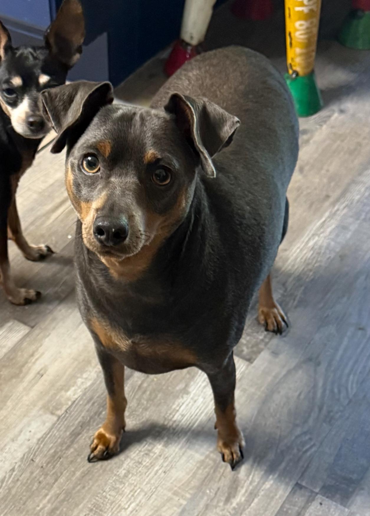 Dog for adoption - Max, a Miniature Pinscher in Keystone Heights, FL ...