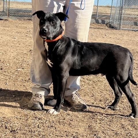 Dog for adoption - Tux, a Black Labrador Retriever & Border Collie Mix ...