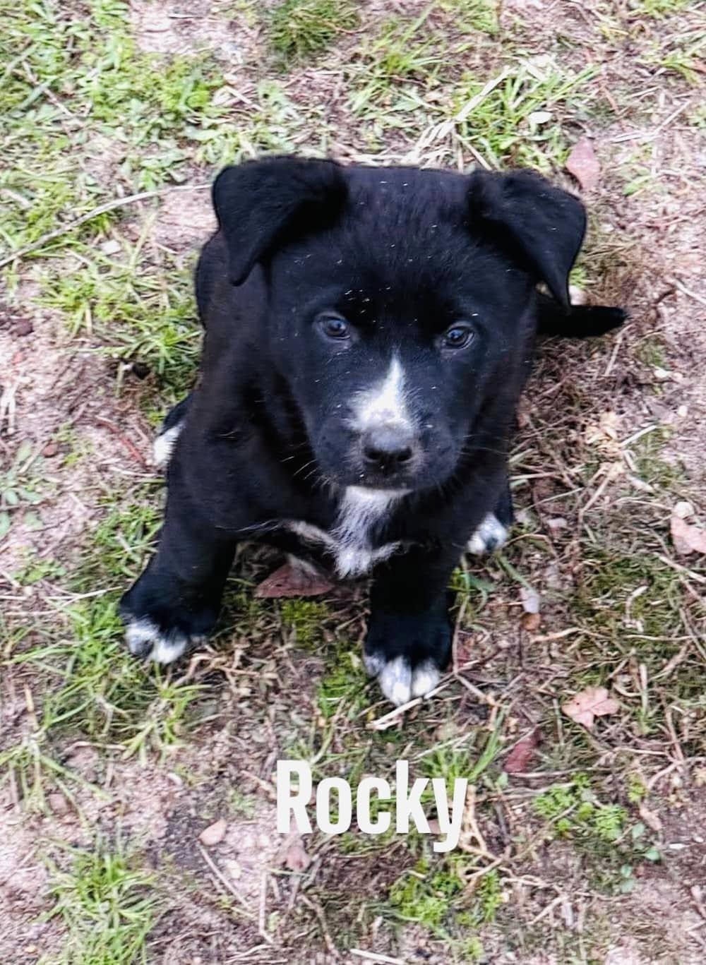 Dog for adoption - black lab mix puppies, a Black Labrador Retriever Mix in Bellevue, WA | Petfinder