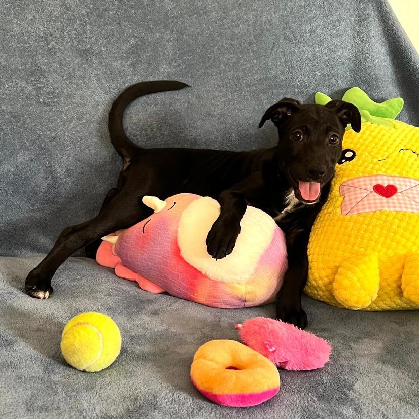 Mandy - Adoptable Pet | Petfinder | Petfinder