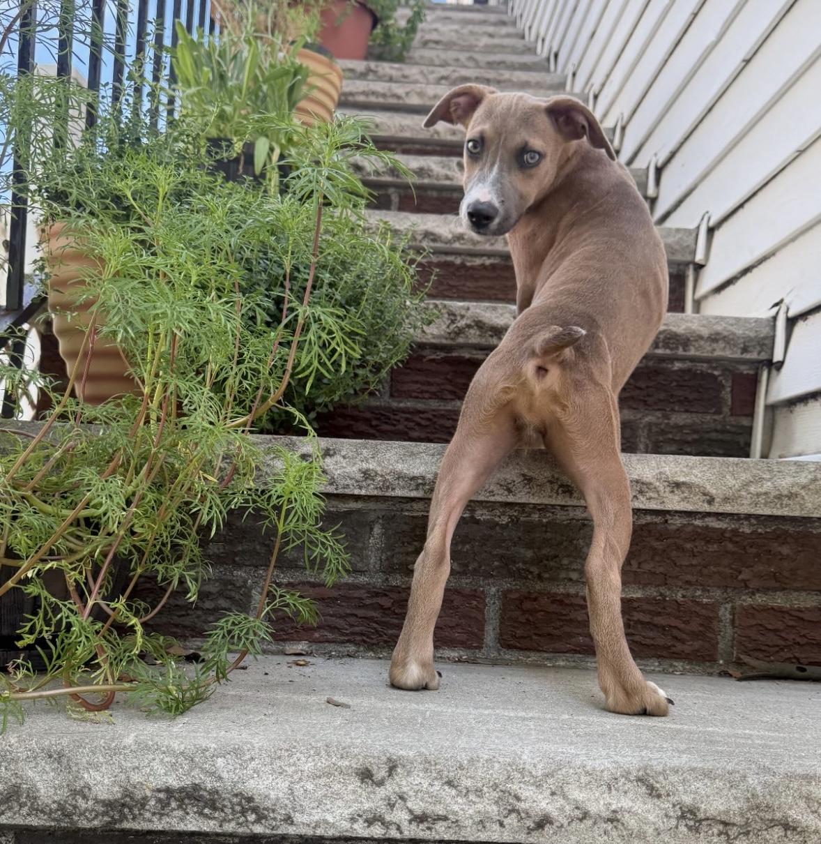 Dog for adoption - Faith, a Hound & Whippet Mix in Brooklyn, NY | Petfinder