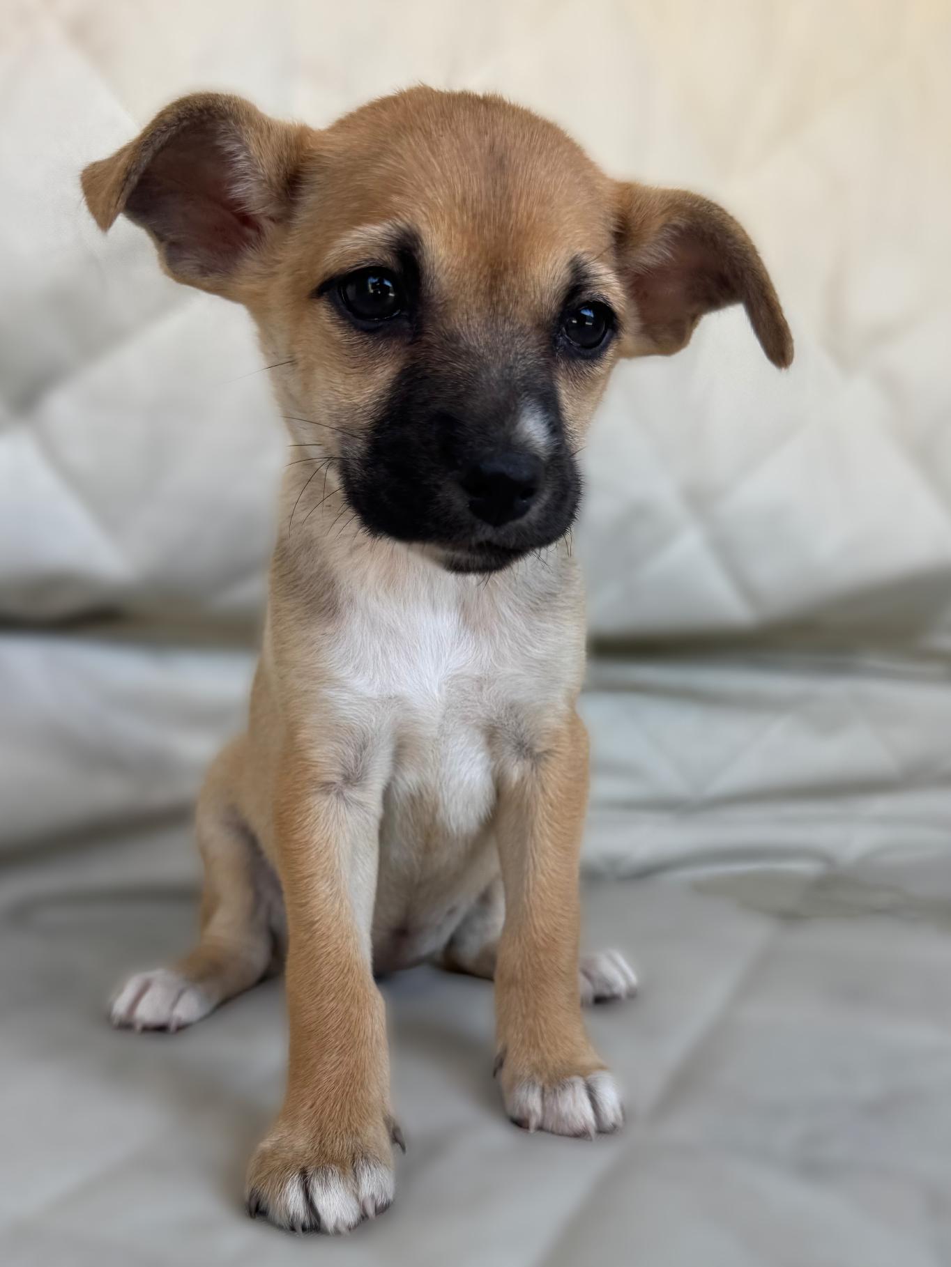 Dog for adoption - Itsu, a Spaniel Mix in San Diego, CA | Petfinder