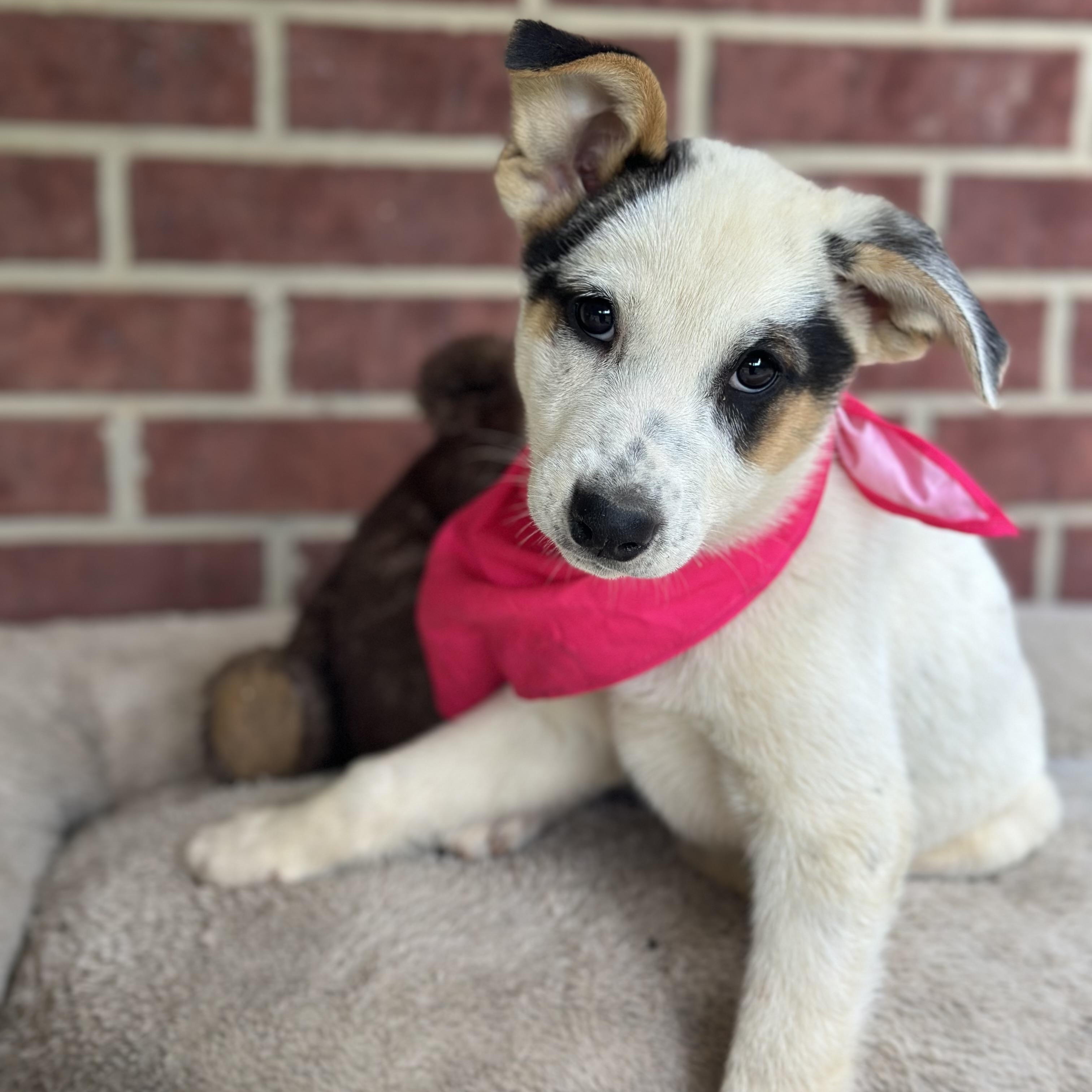 Dog for adoption - Ember, an Australian Cattle Dog / Blue Heeler ...