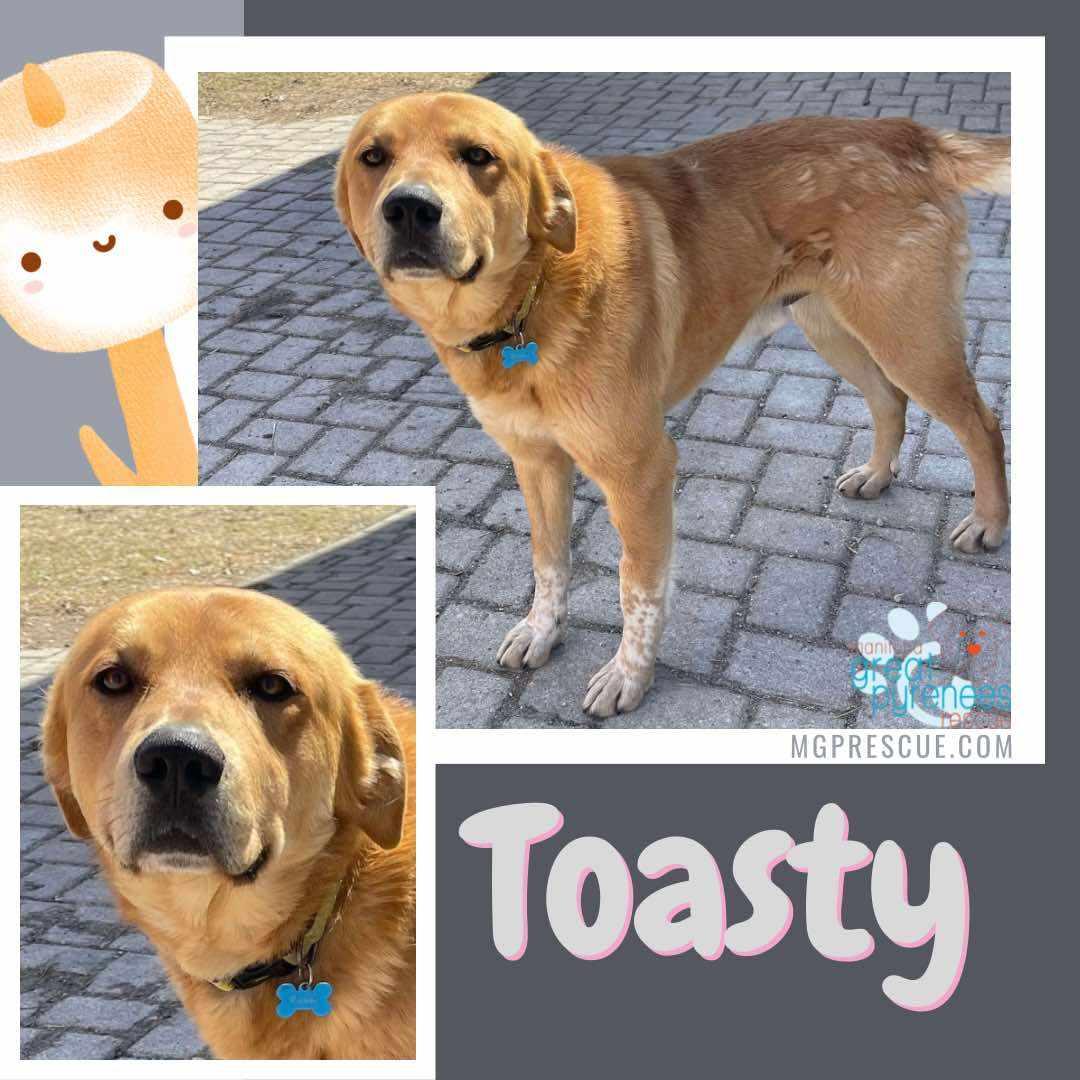 Dog for adoption - Toasty, a Labrador Retriever Mix in New Bothwell, MB ...