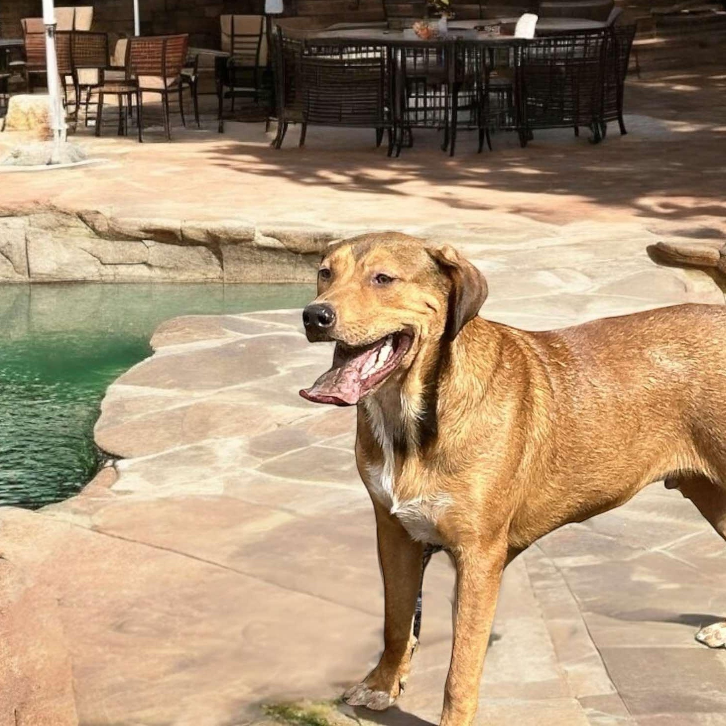 Dog for adoption - Butter Bean, a Shepherd & Terrier Mix in Springfield ...
