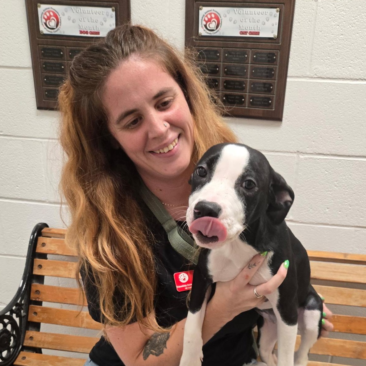 Dog for adoption - Cardi B, a Mixed Breed in Elyria, OH | Petfinder