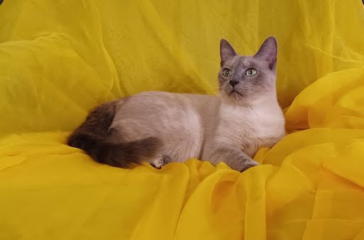 Cat for adoption - Wolverine, a Siamese & Dilute Tortoiseshell Mix in ...