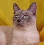 Cat for adoption - Winona the Wolverine, a Siamese & Dilute ...