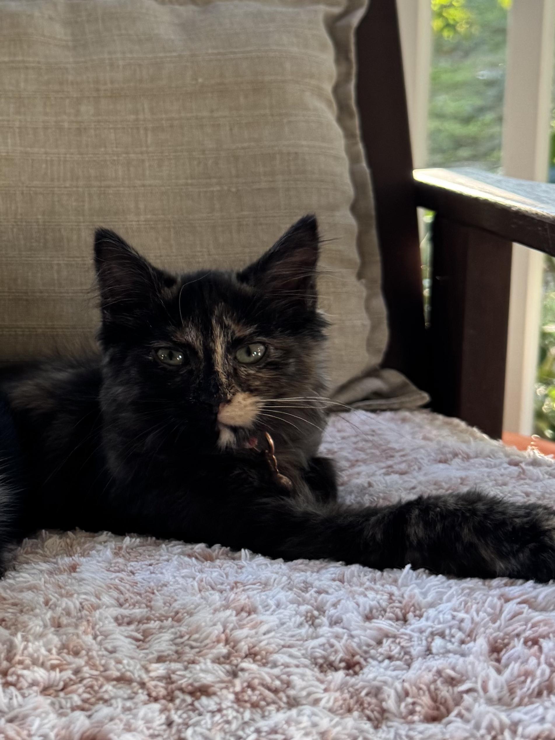 Cat for adoption - Cheesy Gordita Crunch, a Domestic Medium Hair in ...