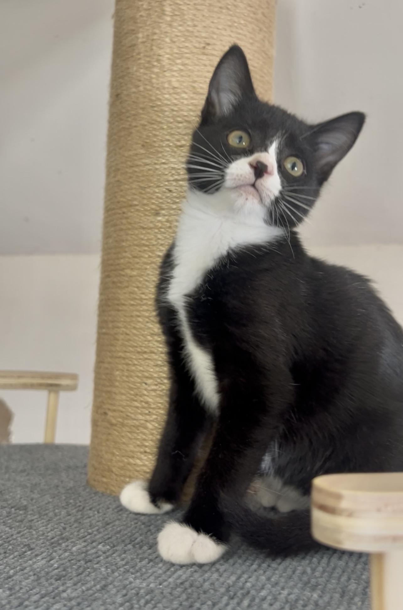 Cat for adoption - December delivery/Mocha McFluff & Itty Bitty Bonded ...