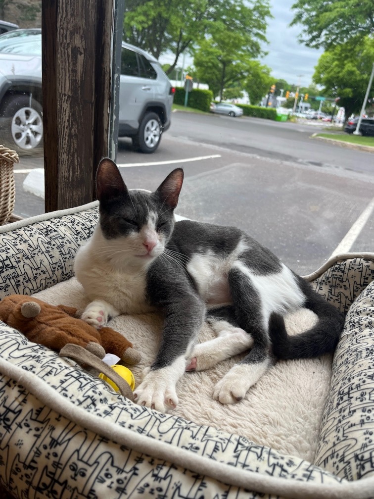 Our Animals — Animal Alliance