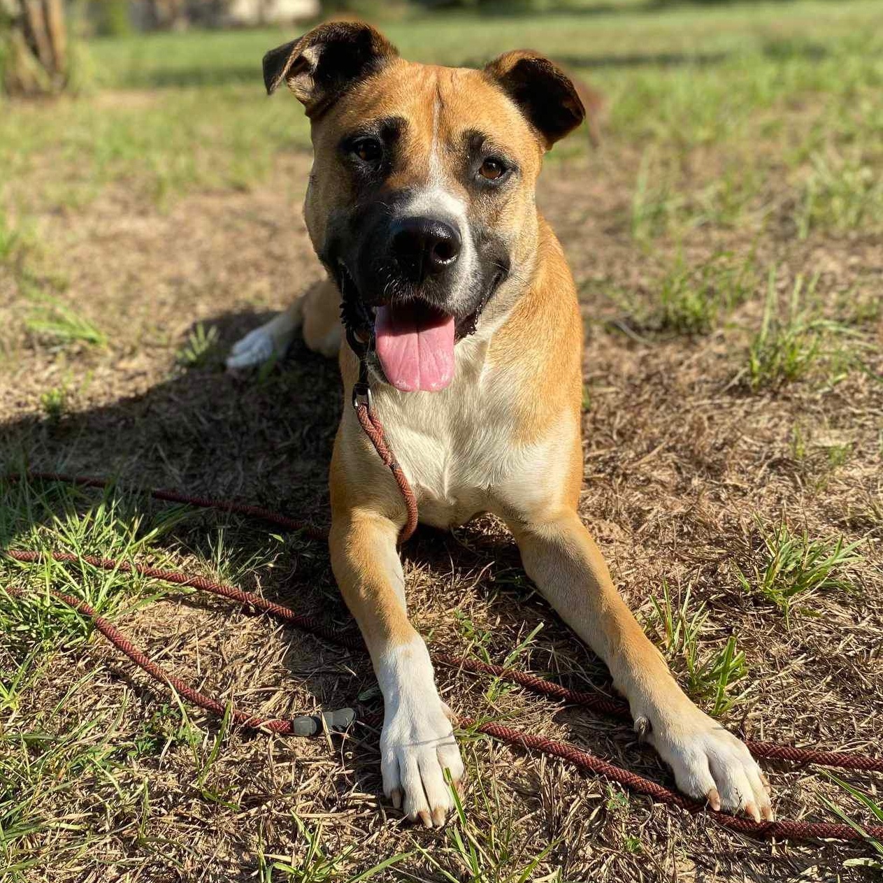 Dog for adoption - SHY SHY (aka SHYLA), a Black Mouth Cur & Boxer Mix ...