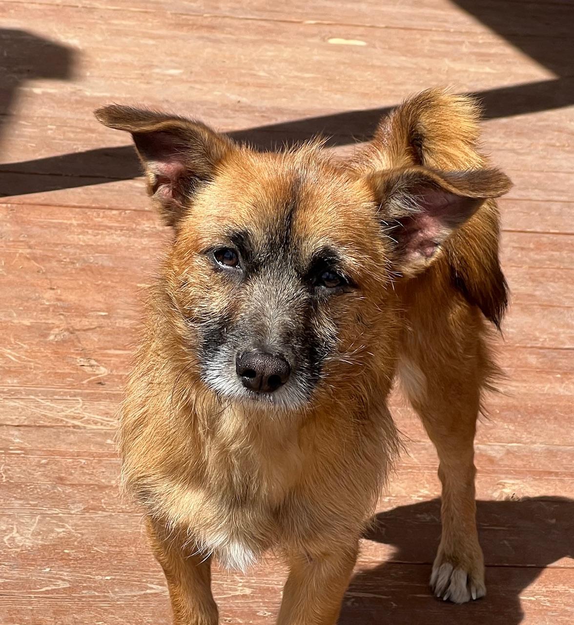 Austin, TX Animal Shelters & Rescues