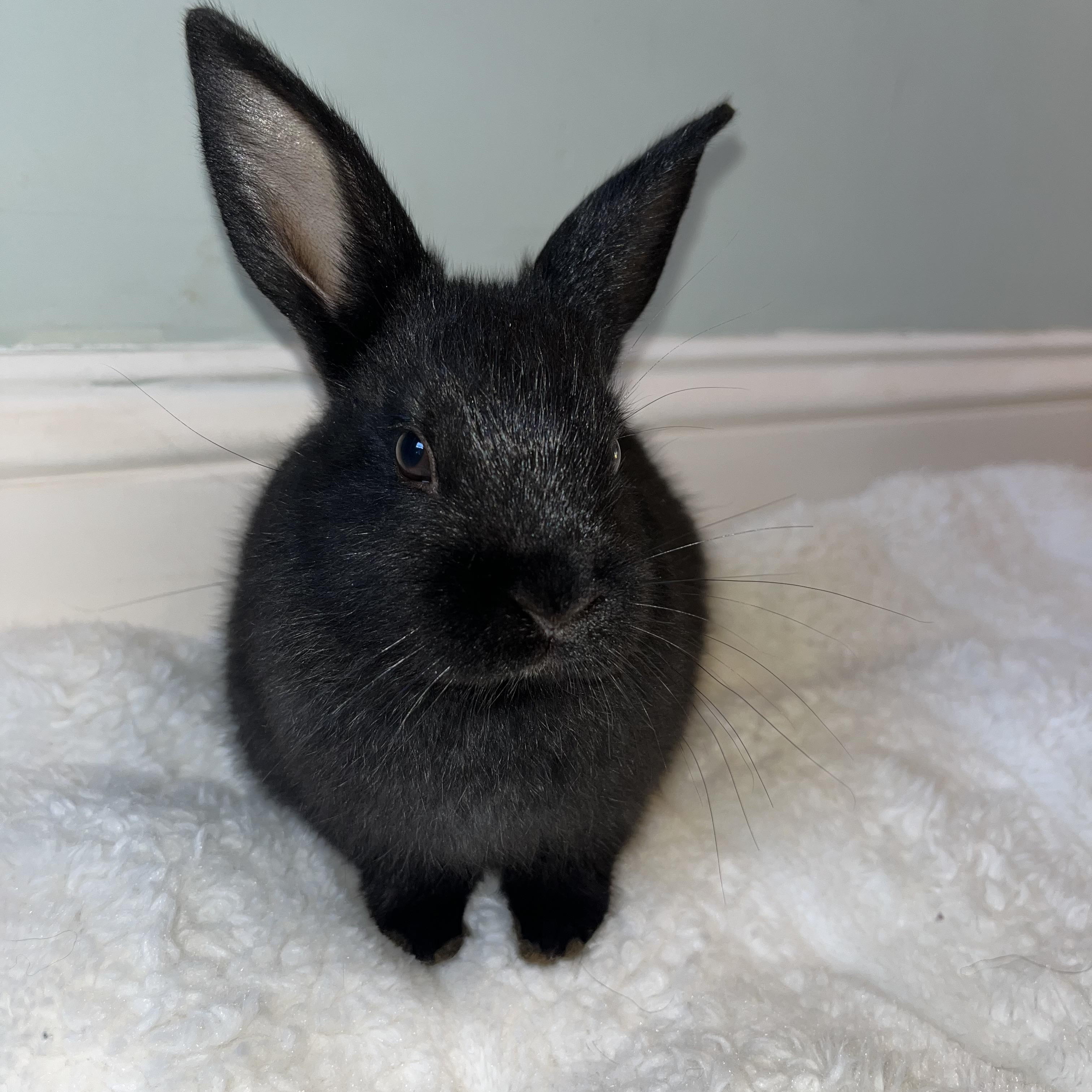 Rabbit for adoption - Ink, a Beveren in Stokesdale, NC | Petfinder