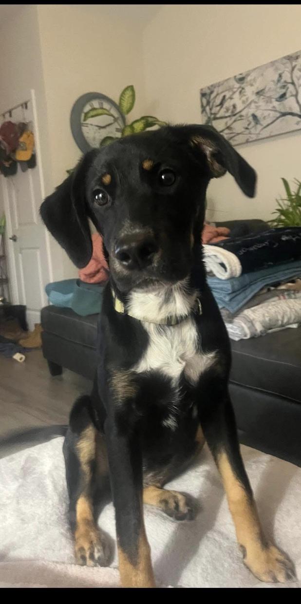 Dog for adoption - Ziva, a Beagle & Labrador Retriever Mix in Myrtle ...