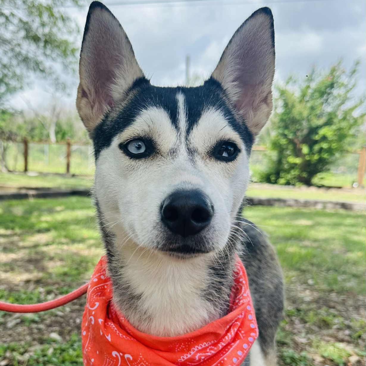 Dog for adoption - Shelby, a Siberian Husky Mix in Cleveland, OH ...