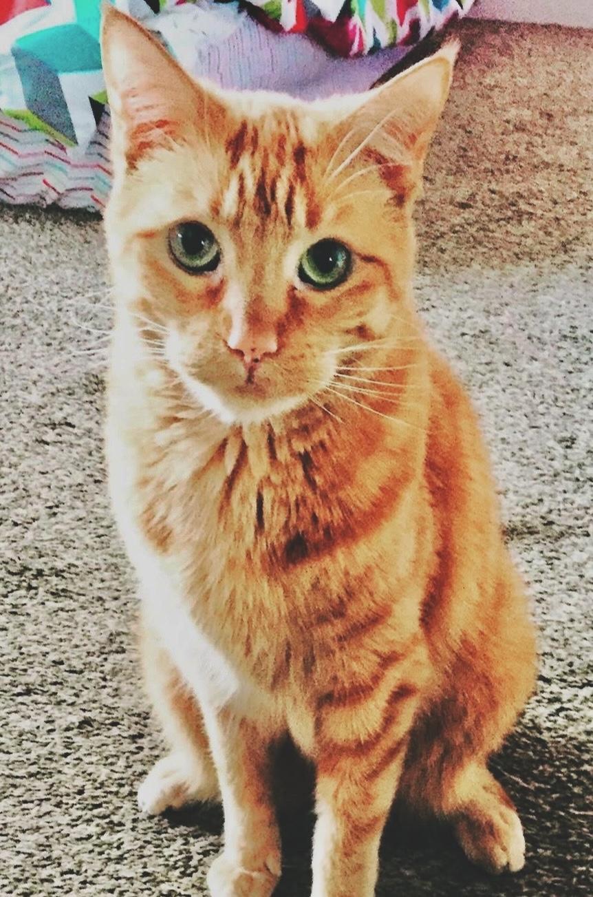 Cat for adoption - LiLu *VIDEO* (ginger girl), a Domestic Short Hair in ...