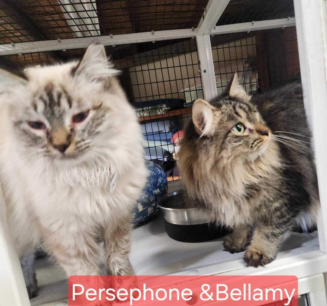 Cat for adoption - Persephone & Bellamy, a Domestic Long Hair in Las ...