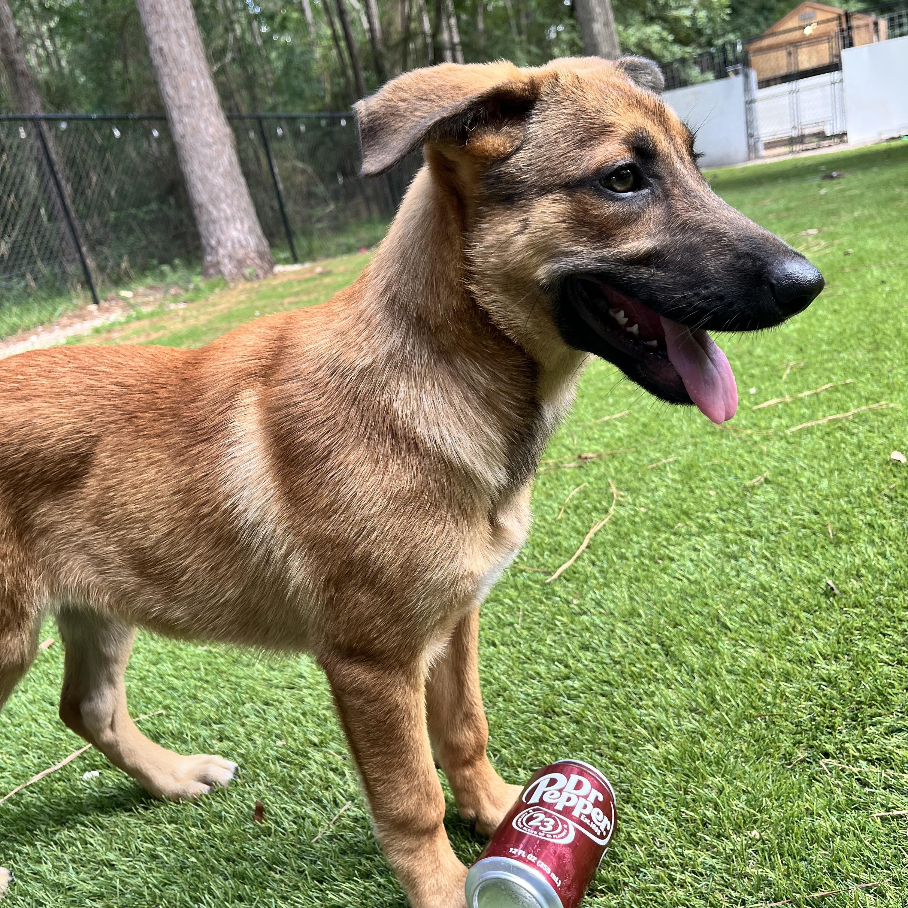 Dog for adoption - Lilith, a German Shepherd Dog Mix in Magnolia, TX ...
