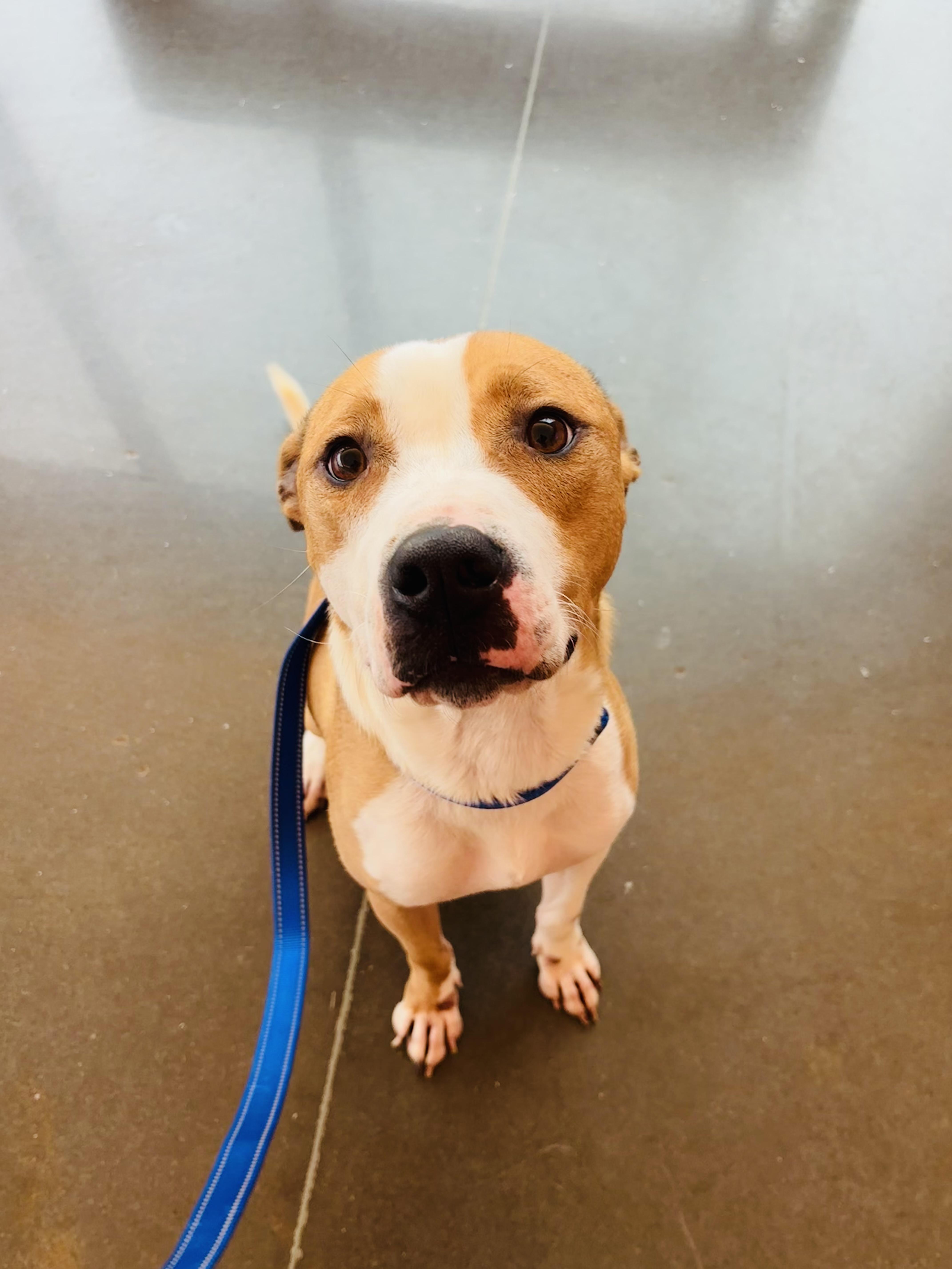 Dog for adoption - Nico, a Mixed Breed in Rogers, AR | Petfinder