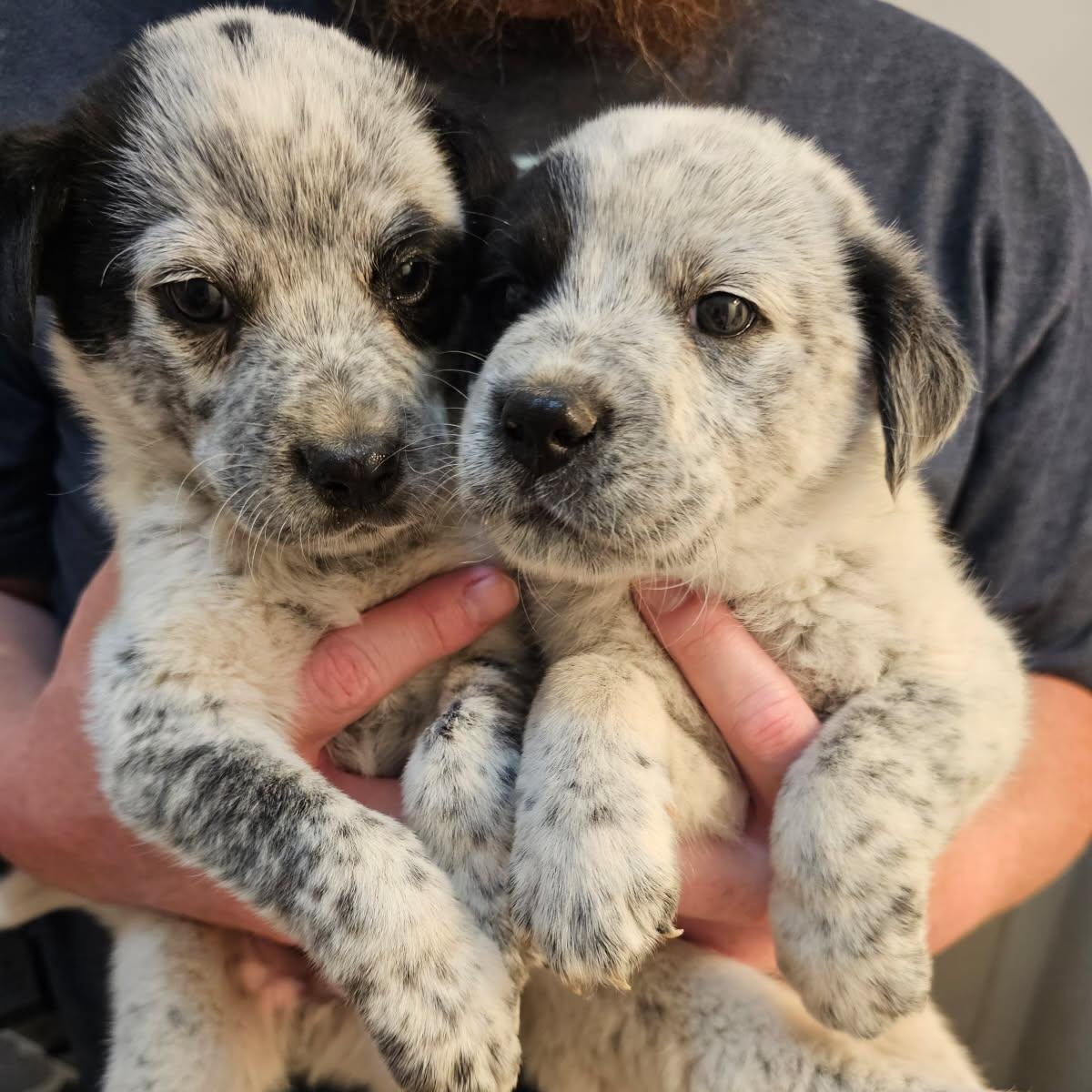 Dog for adoption - Tigg, an Australian Cattle Dog / Blue Heeler Mix in ...