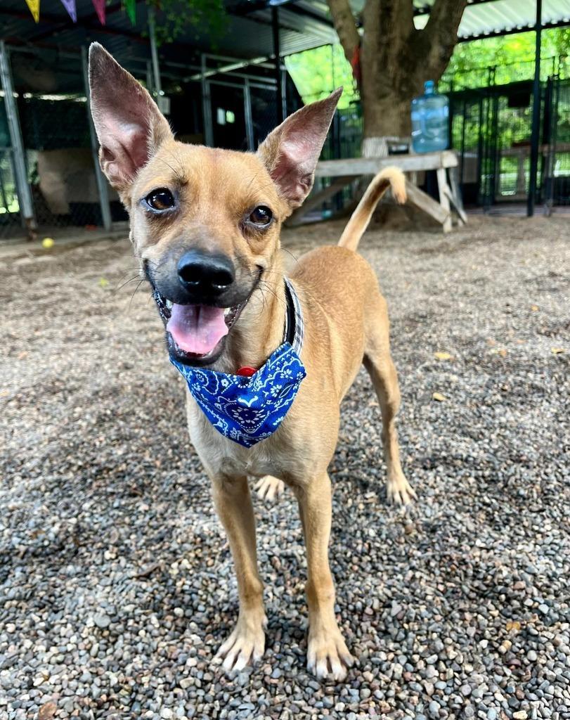 Dog for adoption - Paco, a Chihuahua & Pug Mix in Kelowna, BC | Petfinder