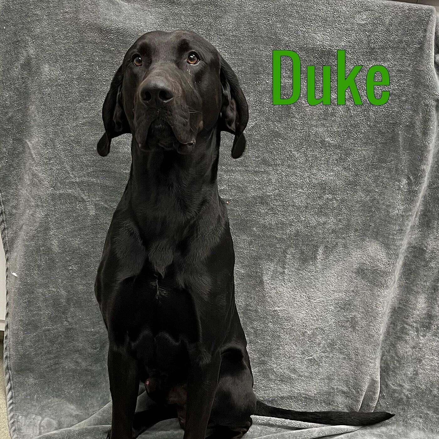 Dog for adoption - Duke, a Hound & Black Labrador Retriever Mix in ...