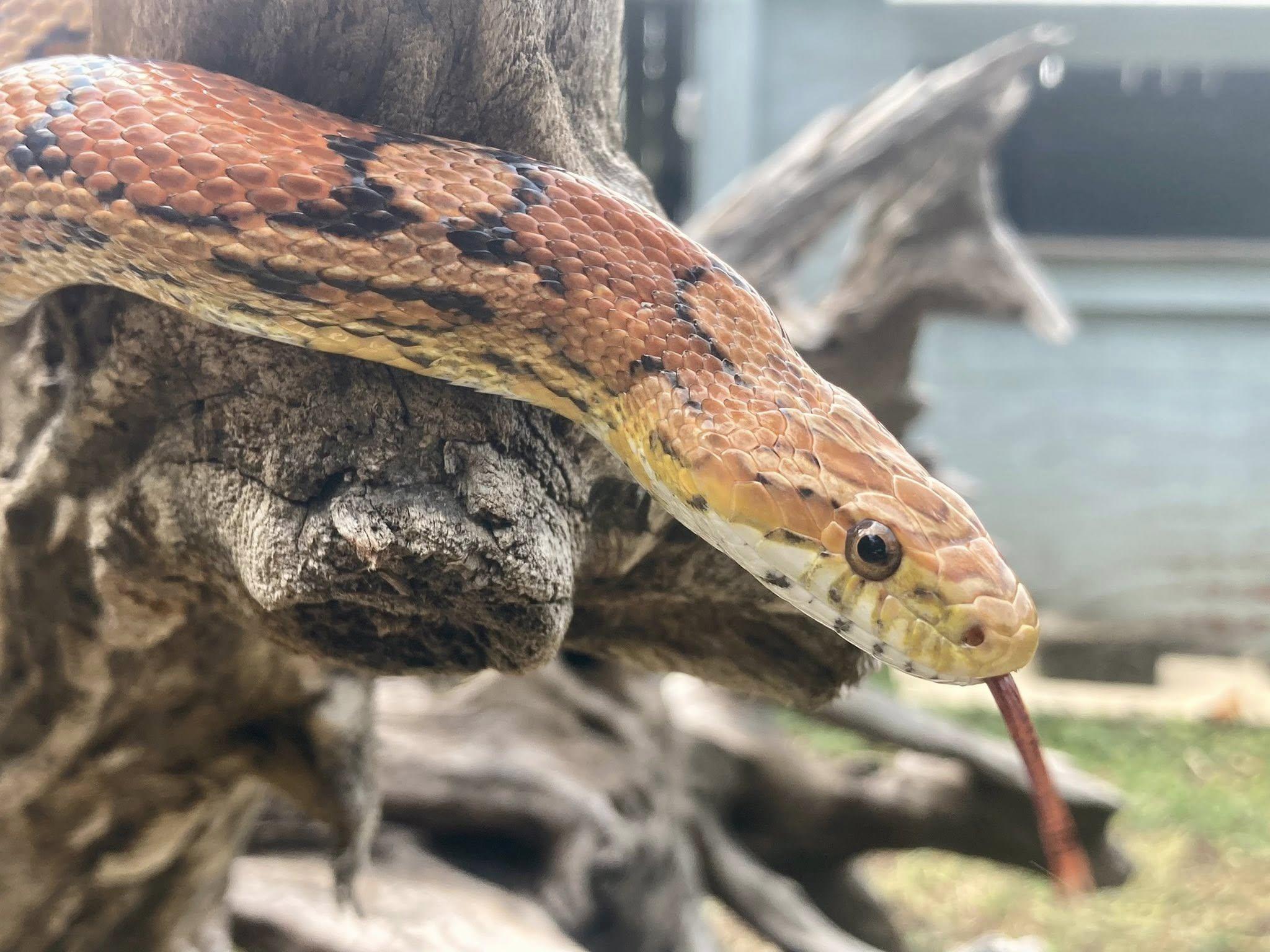 Snake for adoption - Corn, a Corn / Rat in Palmerton, PA | Petfinder