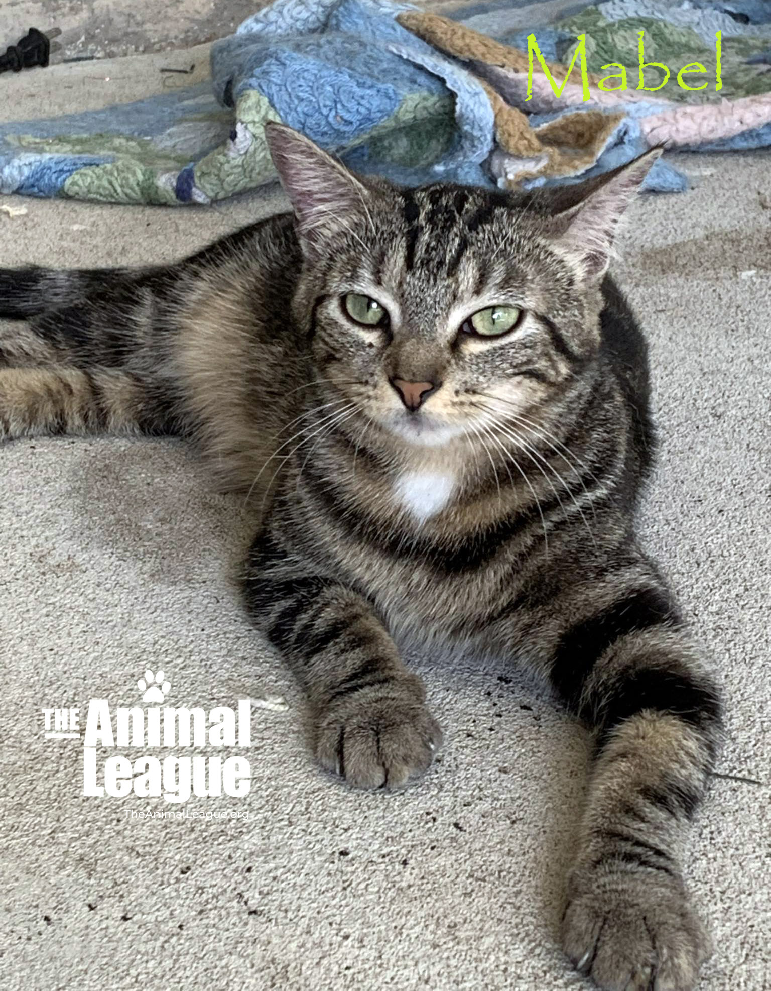 Search Our Available Pets - The Animal League