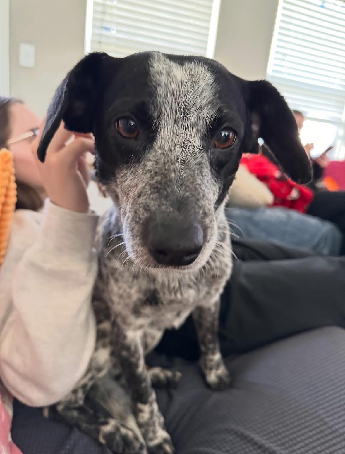Dog for adoption - Foster RHETT!, a Cattle Dog Mix in Oswego, IL ...