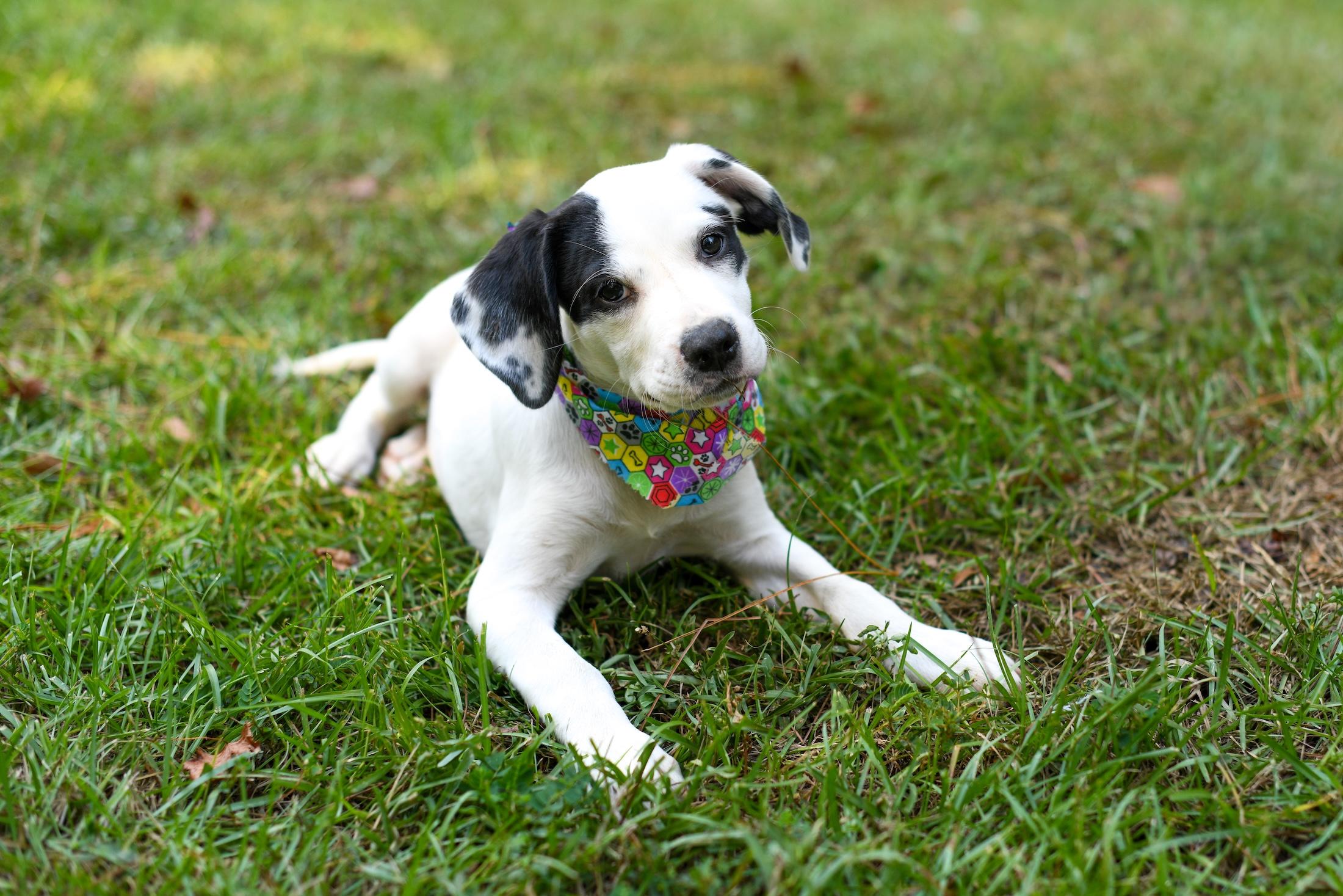 Dog for adoption - Scarlett, a Pointer & Australian Cattle Dog / Blue ...
