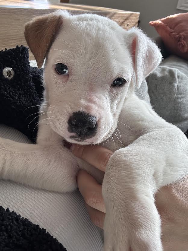 Dog for adoption - Billy Boy, a Boxer Mix in Las Vegas, NV | Petfinder