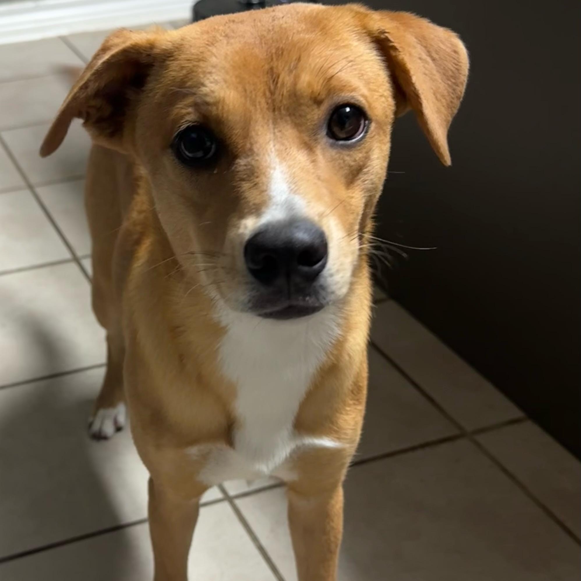 Dog for adoption - Sienna, a Mixed Breed in Stowe, VT | Petfinder