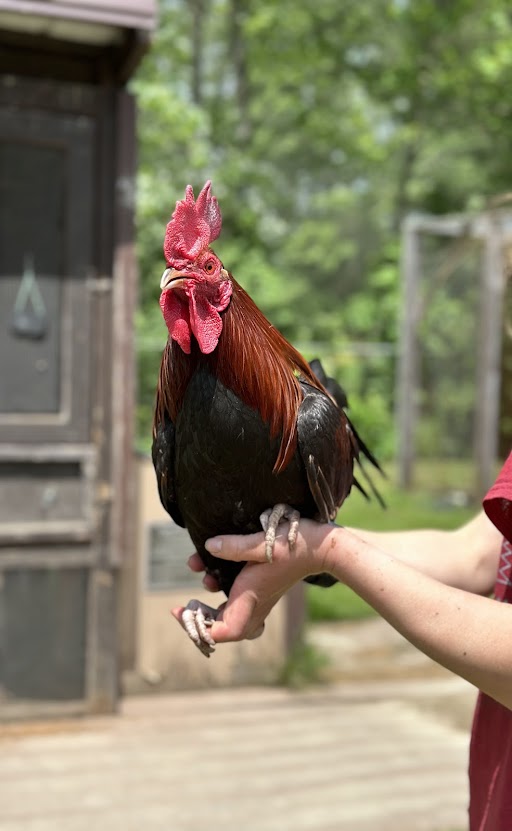 Chicken for adoption - Steve, a Chicken in Ravenna, OH | Petfinder
