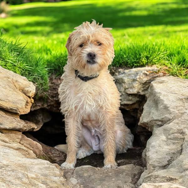 Dog for adoption - Mia terrier, a Terrier in Ridgefield, NJ | Petfinder