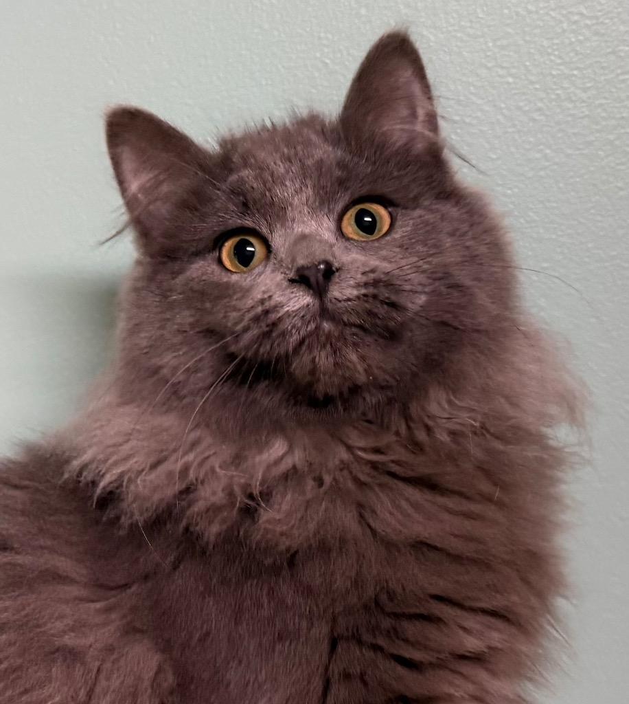 Tink - Adoptable Pet | Petfinder | Petfinder