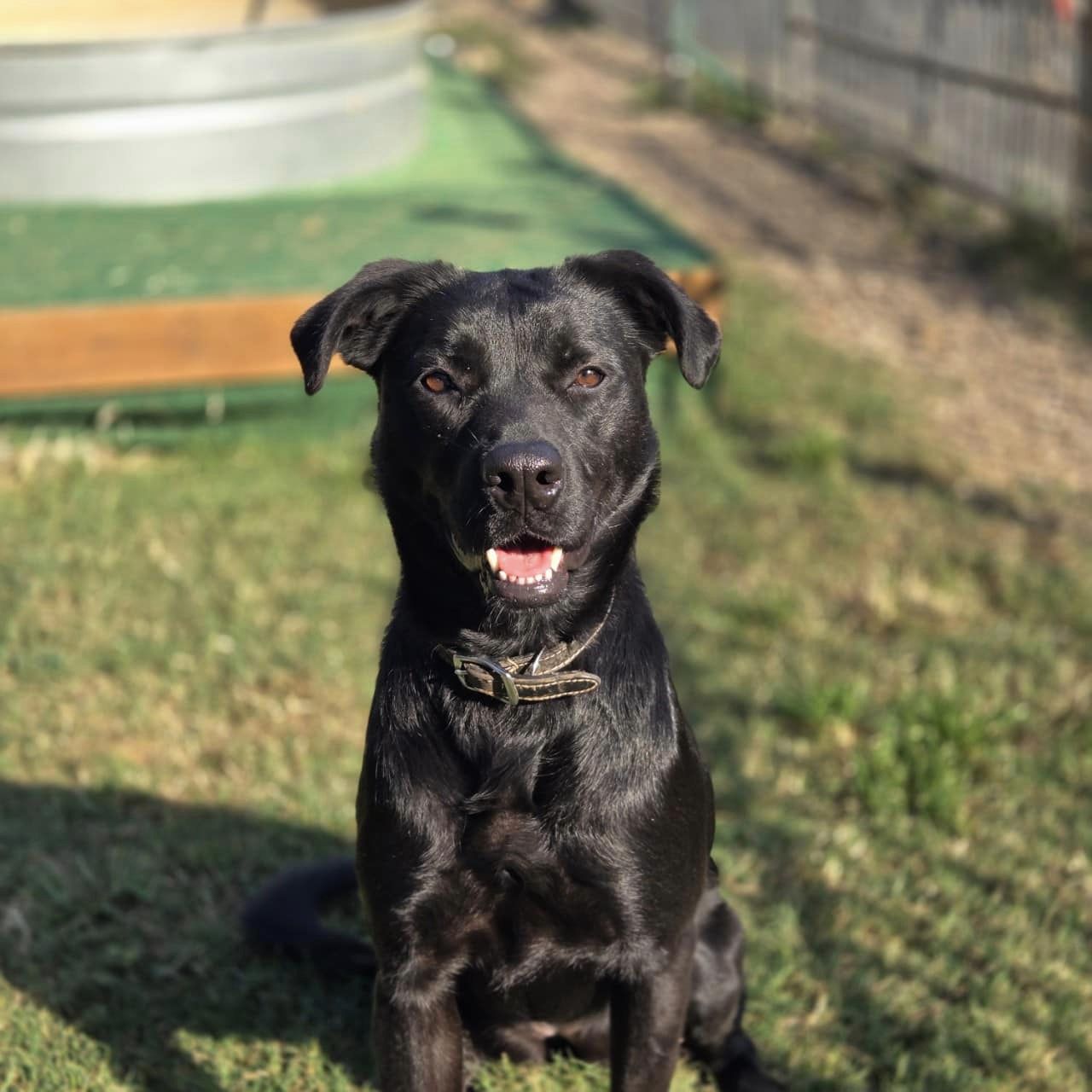 Dog for adoption - Holly, a Black Labrador Retriever Mix in Mansfield, TX | Petfinder