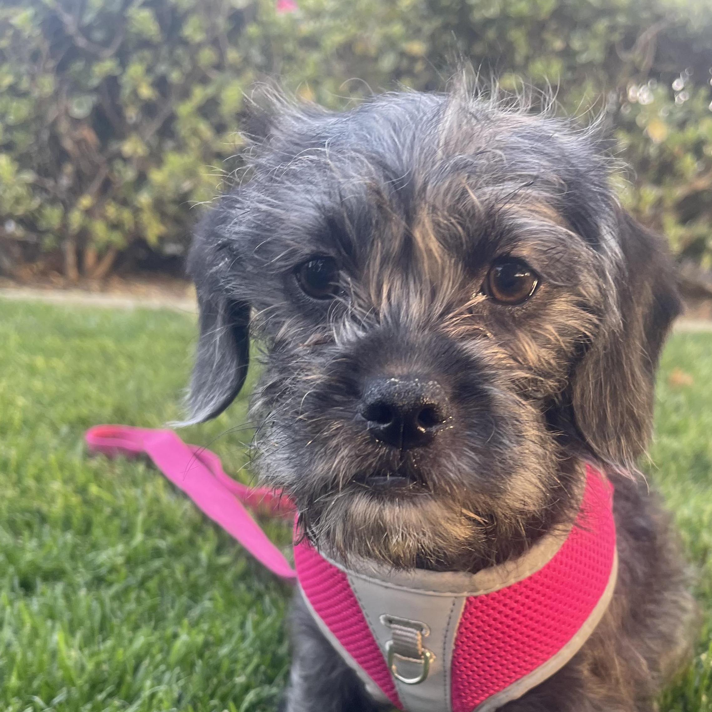 Dog for adoption - JOSIE, a Schnoodle & Miniature Schnauzer Mix in san ...