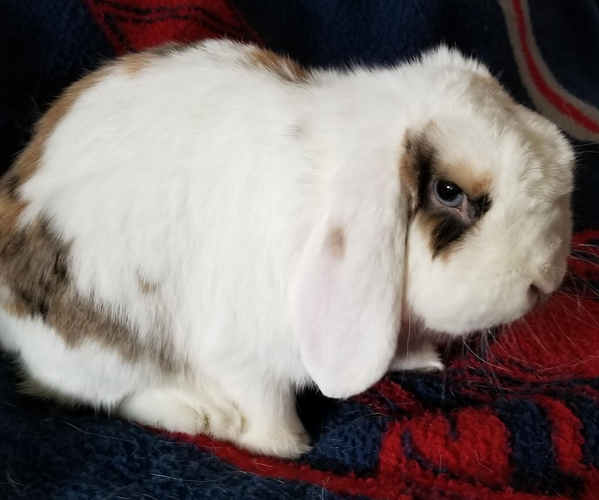 Rabbit for adoption - Ozzy Osbun, a Holland Lop in Omaha, NE | Petfinder