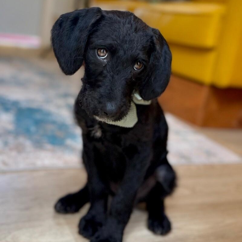 Dog for adoption - Minnie Moo, a Wirehaired Terrier & Poodle Mix in ...