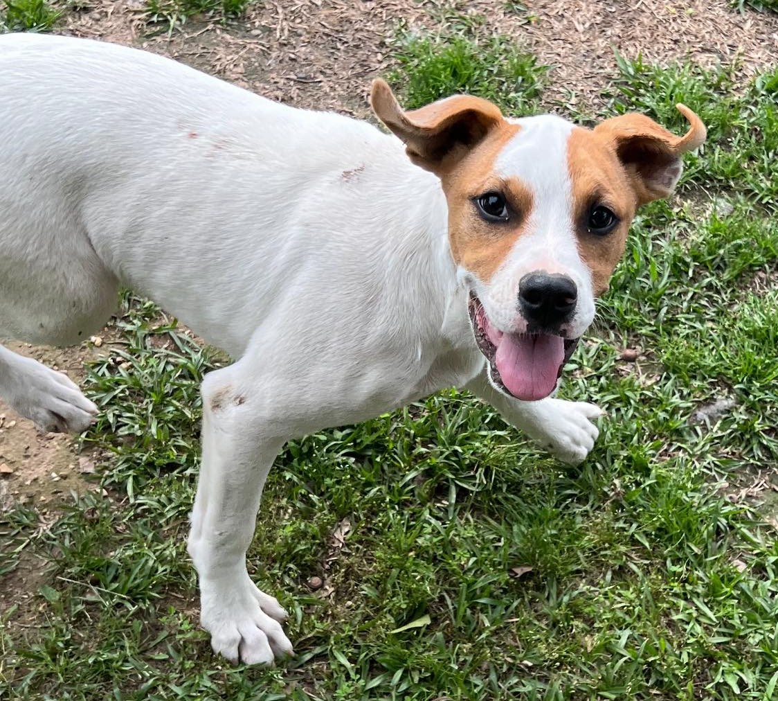 Mary's Dogs Rescue and Adoption - Home