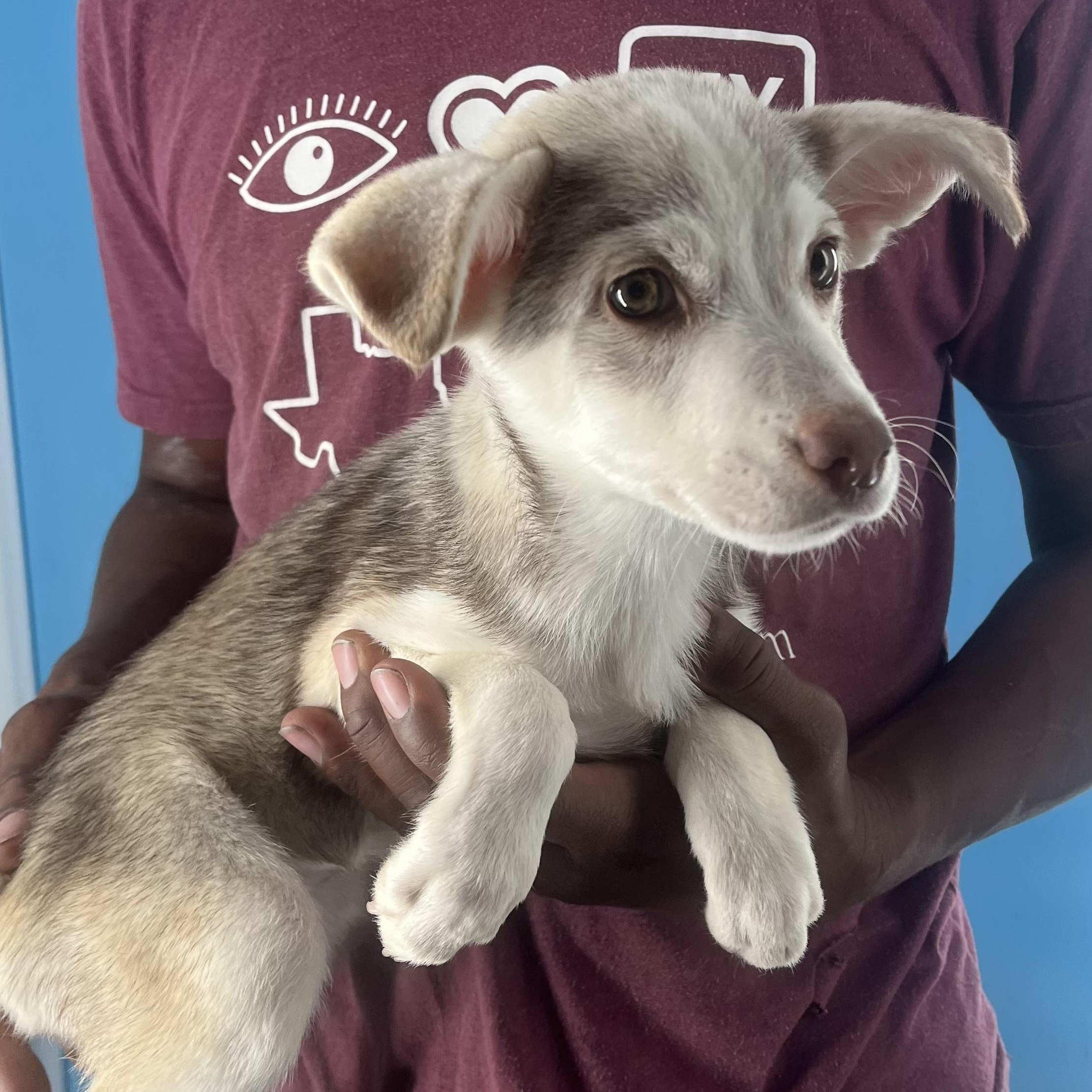 Dog for adoption - CeeCee - Local Dec 19-21, a Husky Mix in Gresham, OR ...