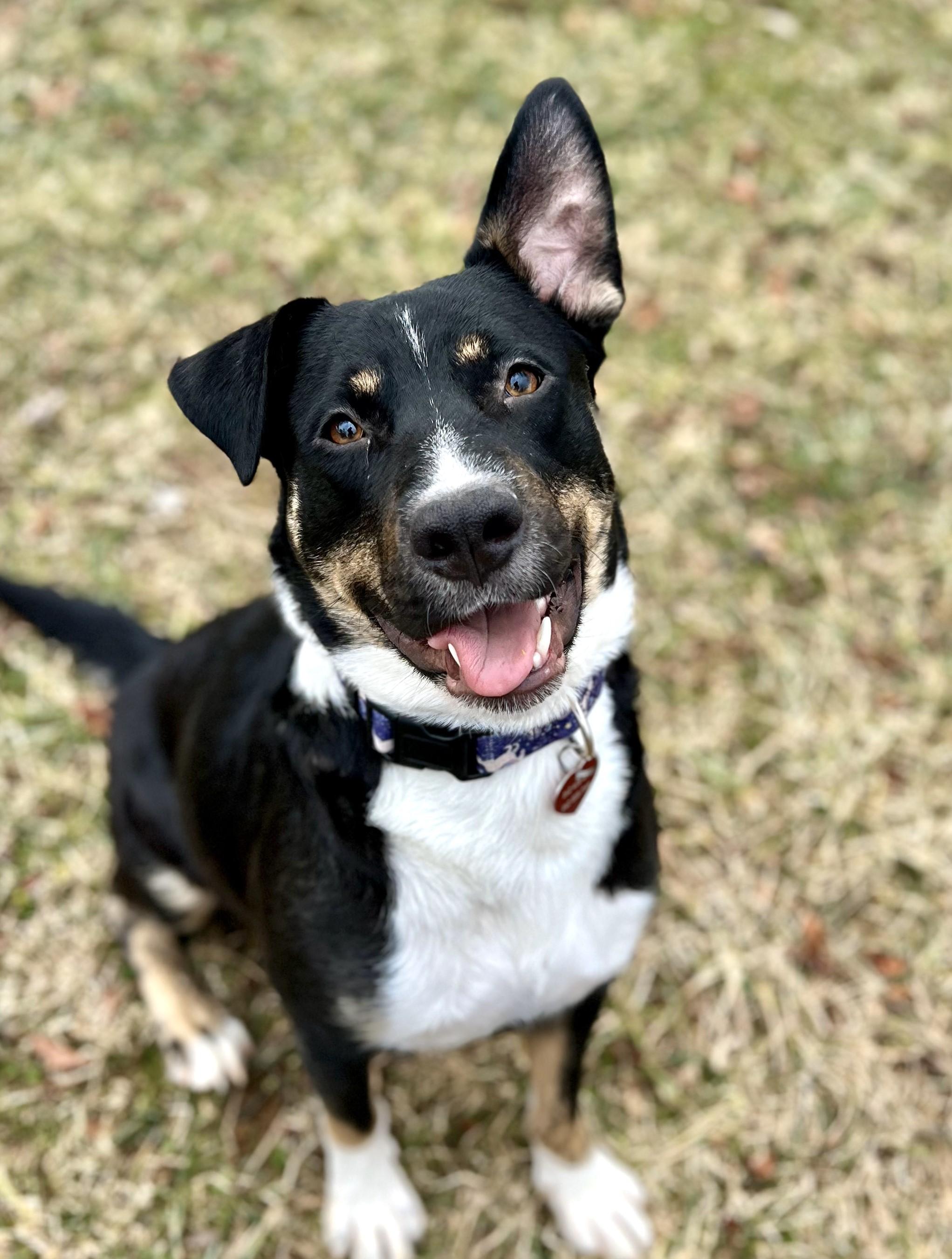 Dog for adoption - Jemma-Available! www.lhar.dog to apply!, a Hound ...