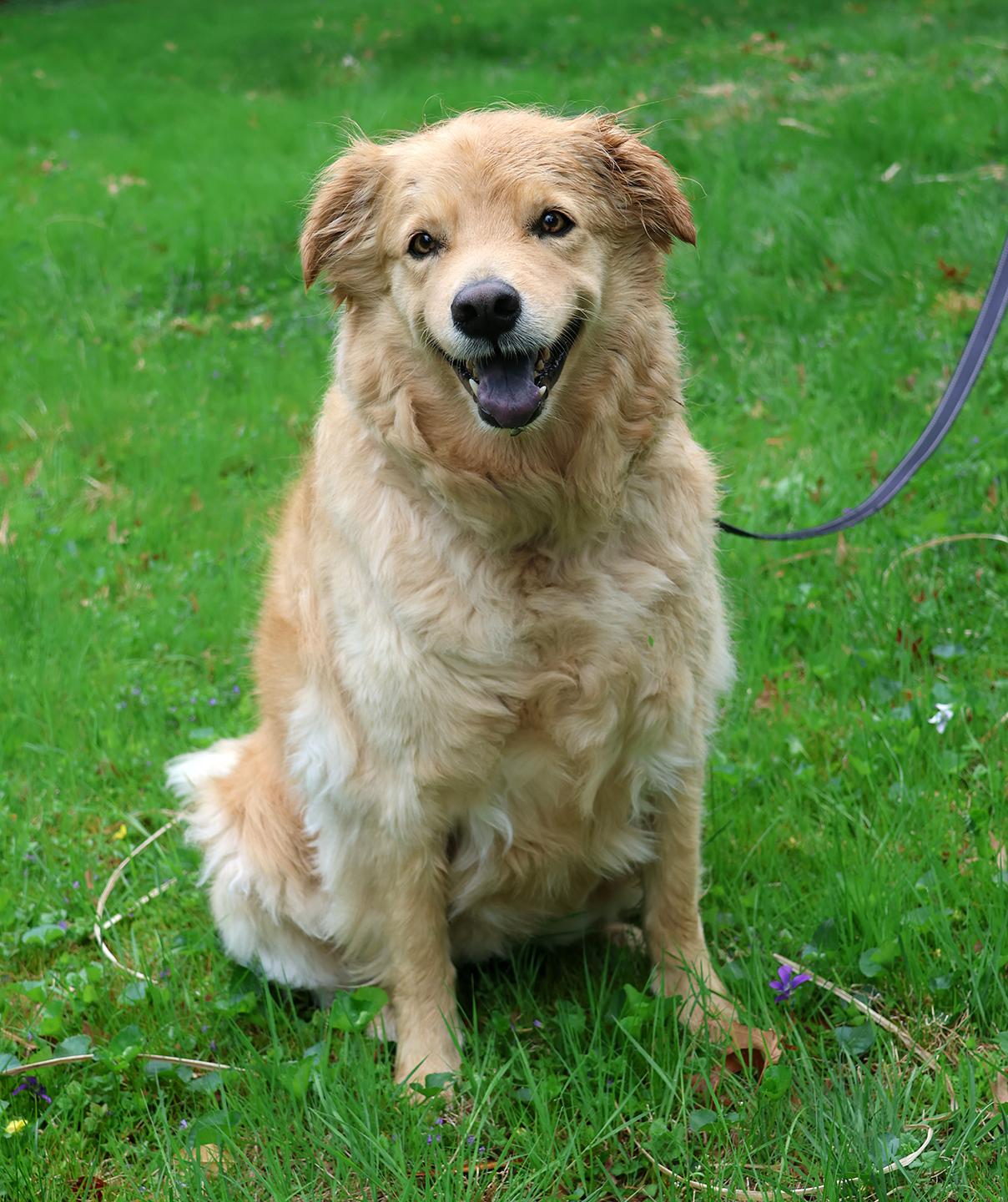 Dog for adoption - Hudson, a Golden Retriever Mix in Harrison, NY ...