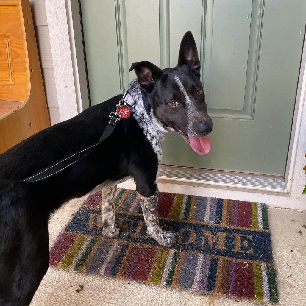 Dog for adoption - Rip Wheeler, an Australian Cattle Dog / Blue Heeler ...