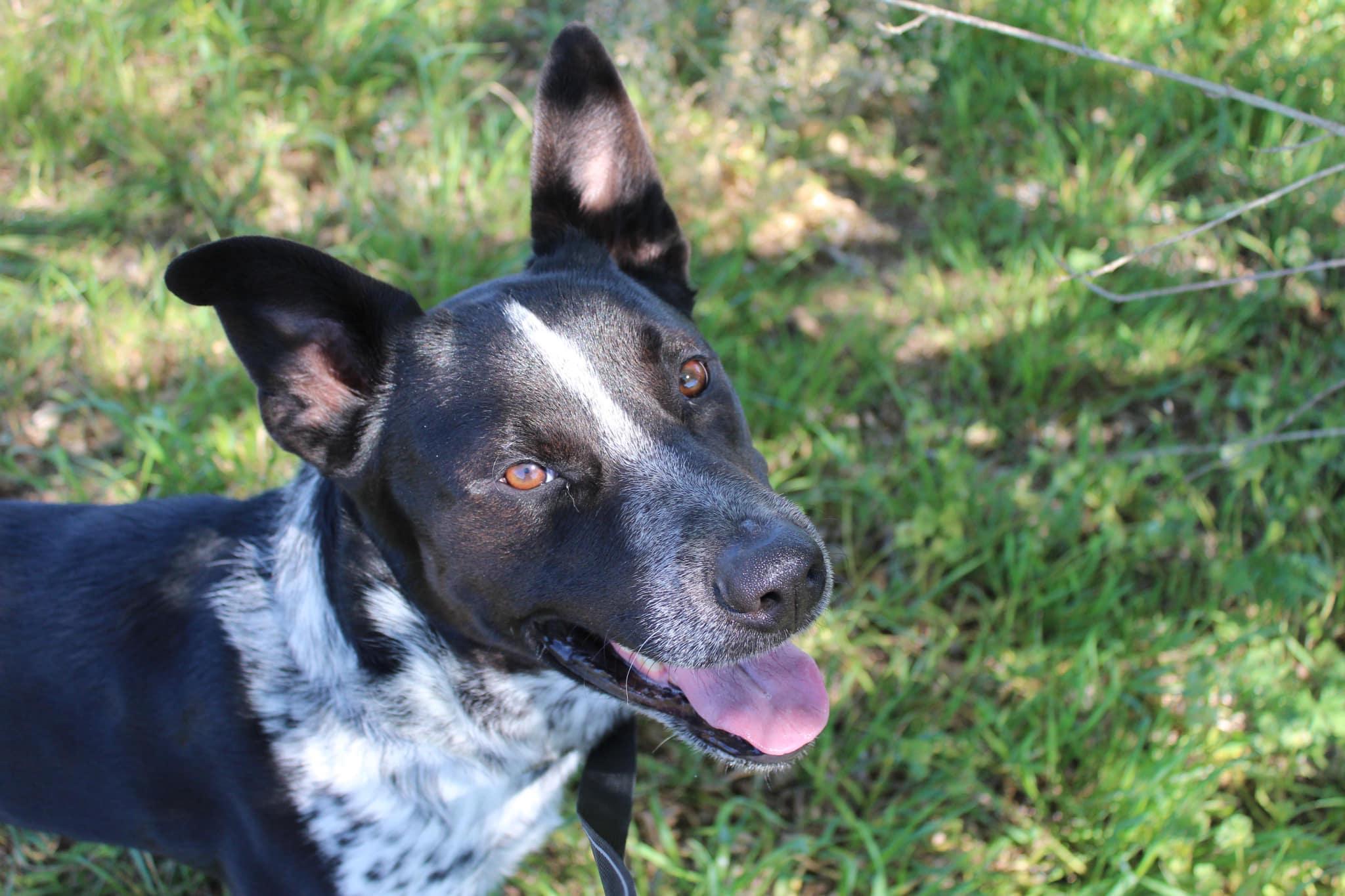 Dog for adoption - Rip Wheeler, an Australian Cattle Dog / Blue Heeler ...