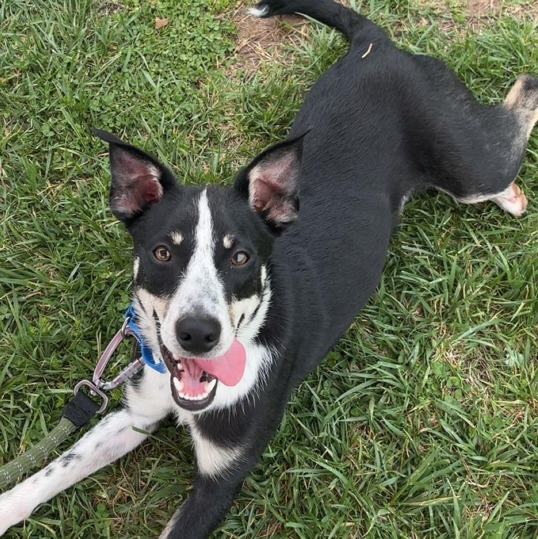 Dog for adoption - Peanut, a Pointer Mix in Springfield, MO | Petfinder