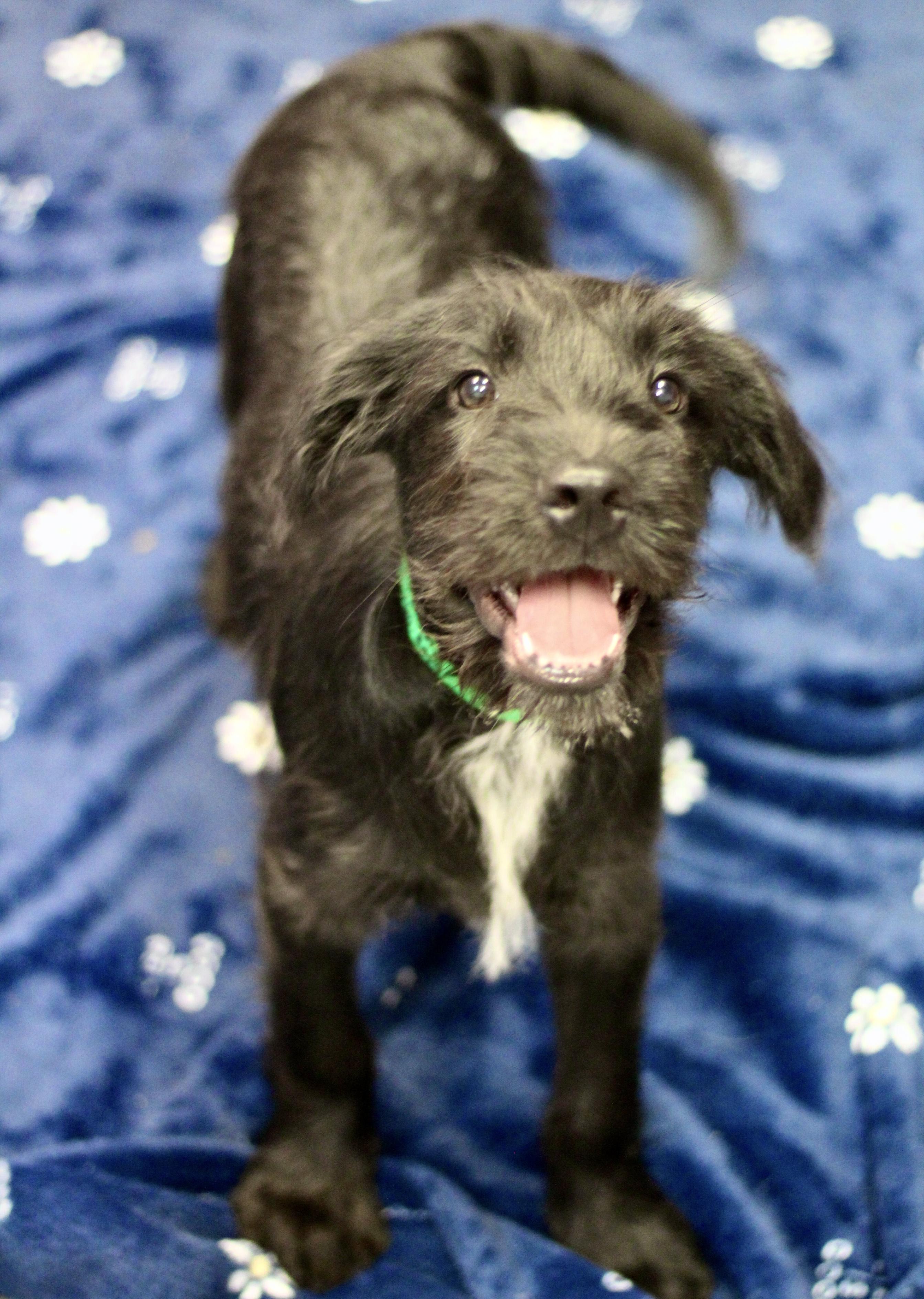 Dog for adoption - Cackle in NH! Come Meet our Adoptable Dogs Wednesday ...
