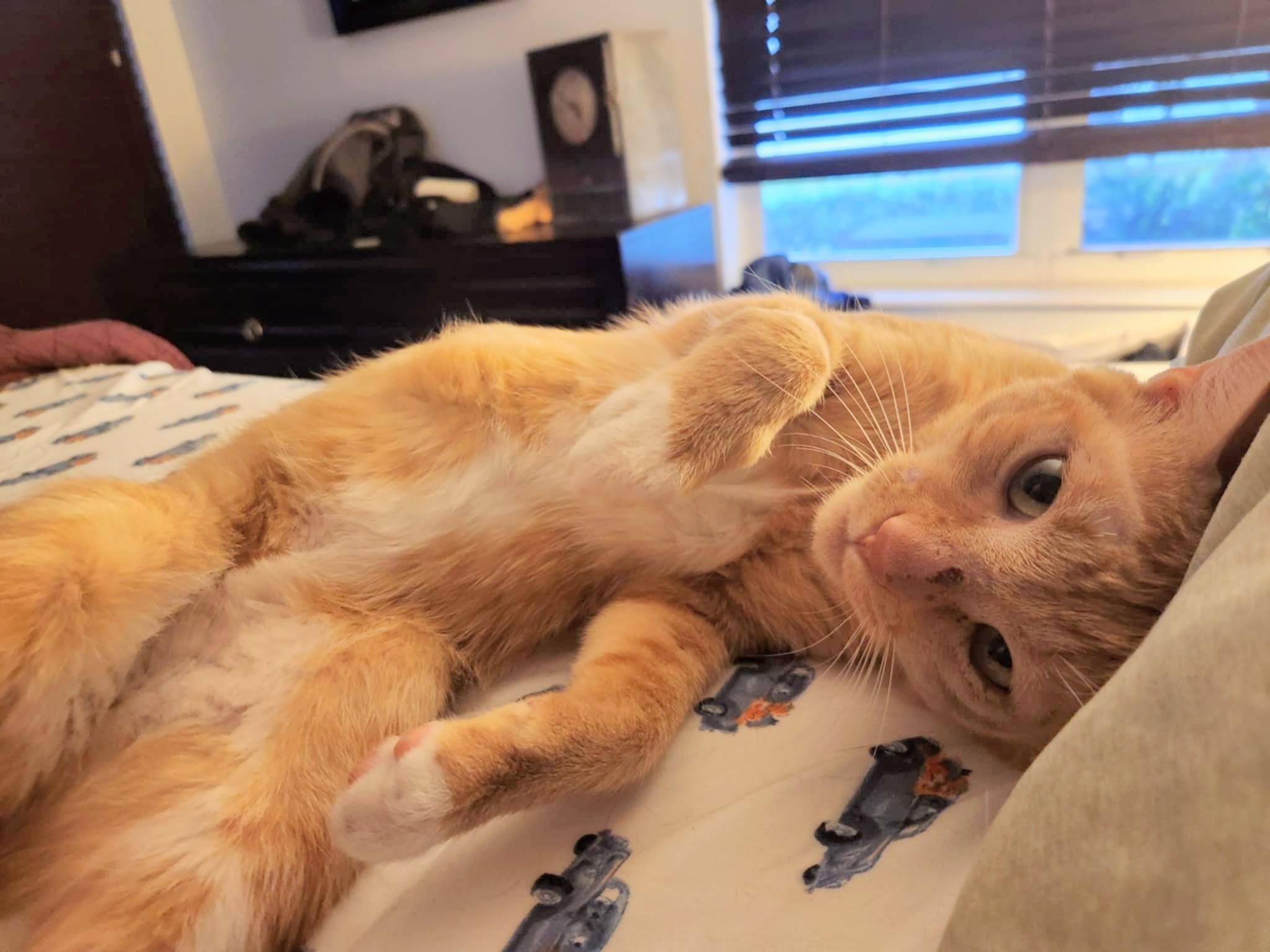 Cat for adoption - Better Bob, a Domestic Short Hair & Tabby Mix in Warwick , RI | Petfinder